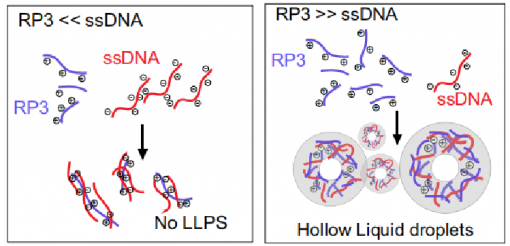 高通量、定量表征液-液相分离（LLPS） – TrioBio