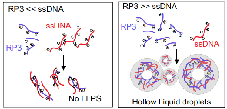 高通量、定量表征液-液相分离（LLPS） – TrioBio